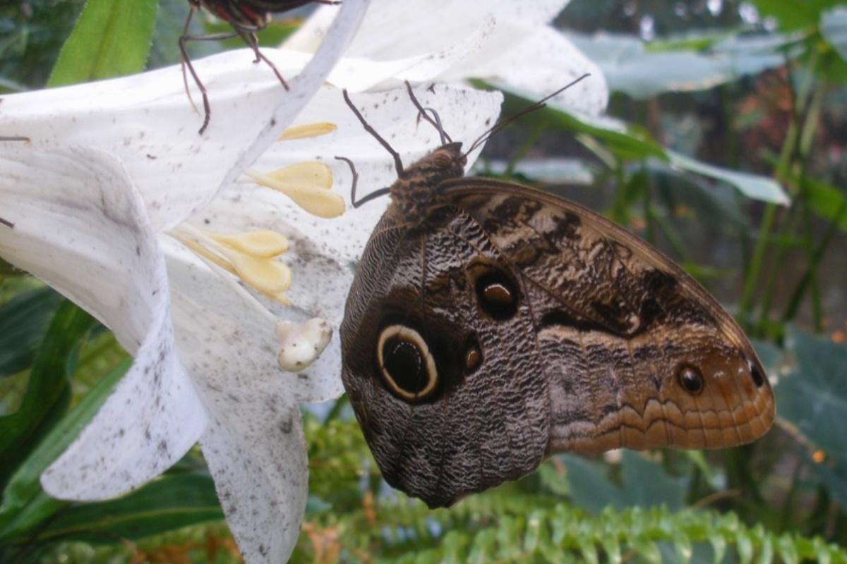 Butterfly House Haga Ocean: Butterfly House Sweden Experience